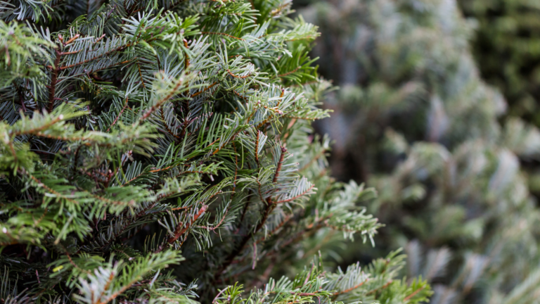 Best Christmas Tree Farms Michigan Has To Offer 2025