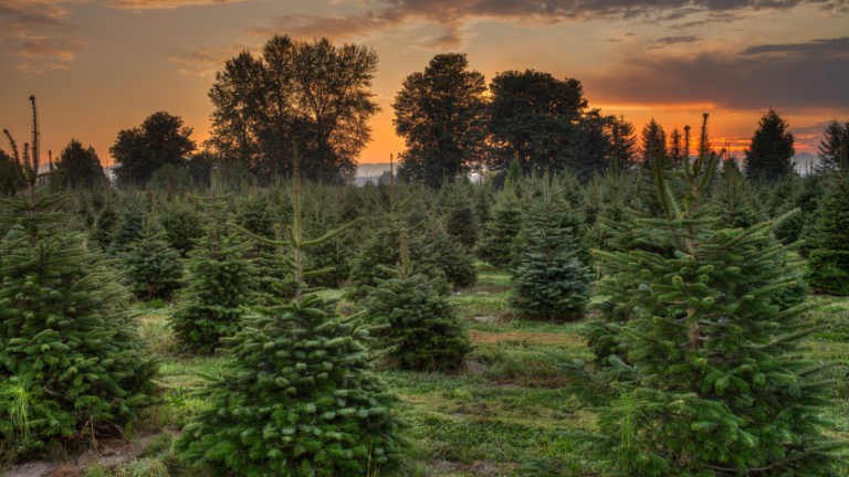 Best Christmas Tree Farms South Carolina Has To Offer 2025