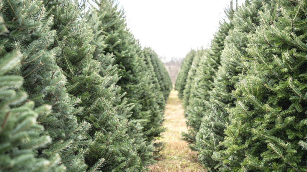 Best Christmas Tree Farms Florida Has To Offer 2025