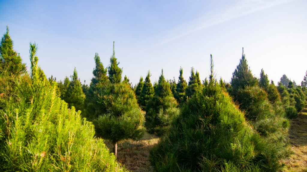 Best Christmas Tree Farms Arkansas Has To Offer 2025