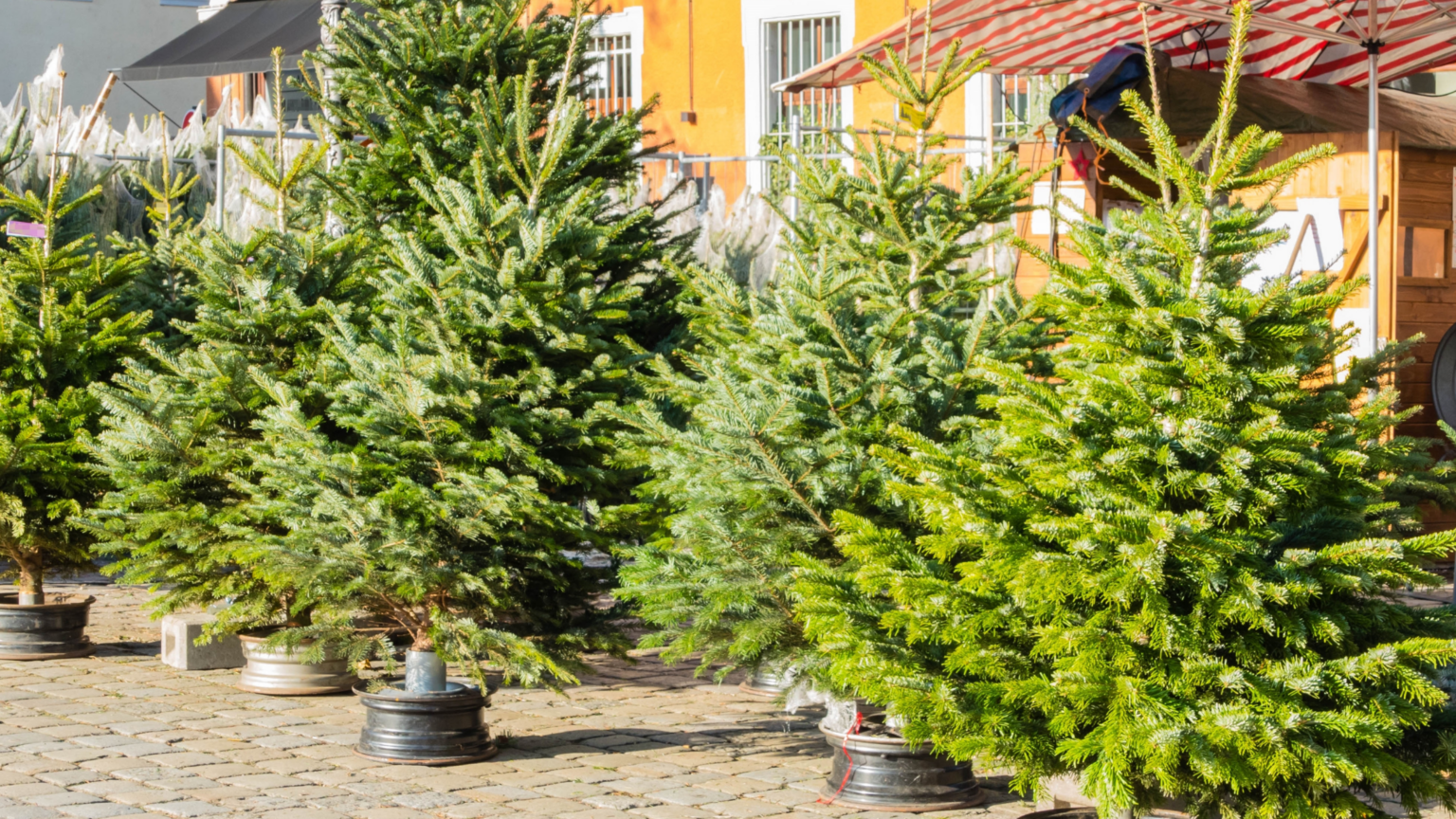 Best Christmas Tree Farms Arizona Has To Offer 2025