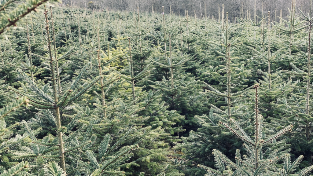 Best Christmas Tree Farms Alabama Has To Offer 2025