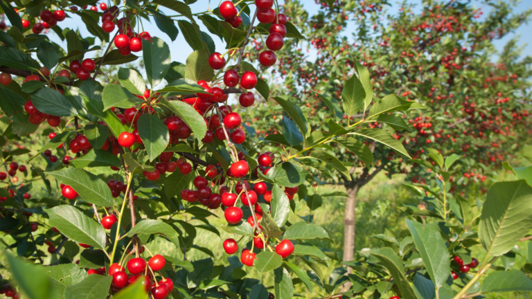 Best Cherry Picking Oregon Has To Offer 2026