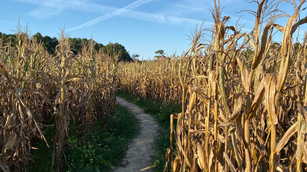 Best Corn mazes Columbus Ohio Has To Offer 2025