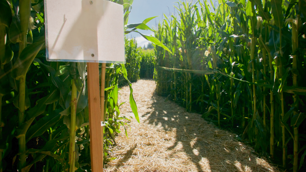 Best Corn mazes Washington Has To Offer 2026