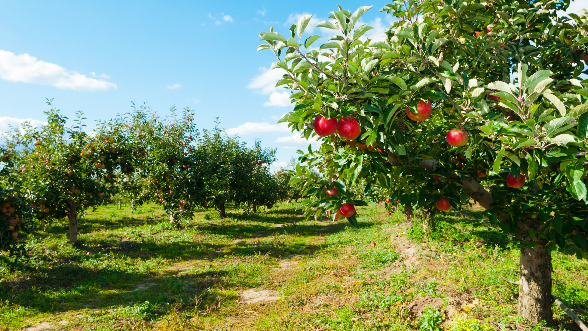 Best Apple Picking Iowa Has To Offer 2025
