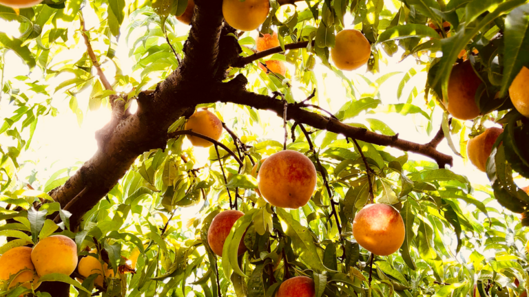 Best Peach Picking Alabama Has To Offer 2024