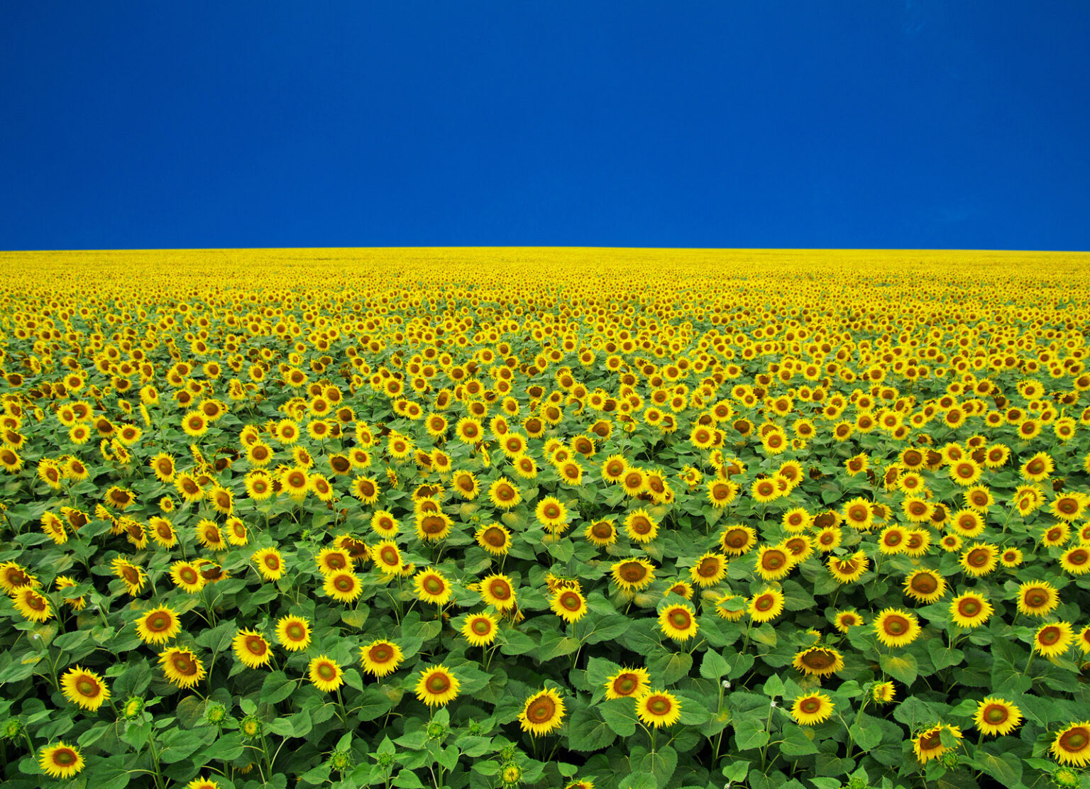 Best Sunflower Fields Seattle Has To Offer 2025