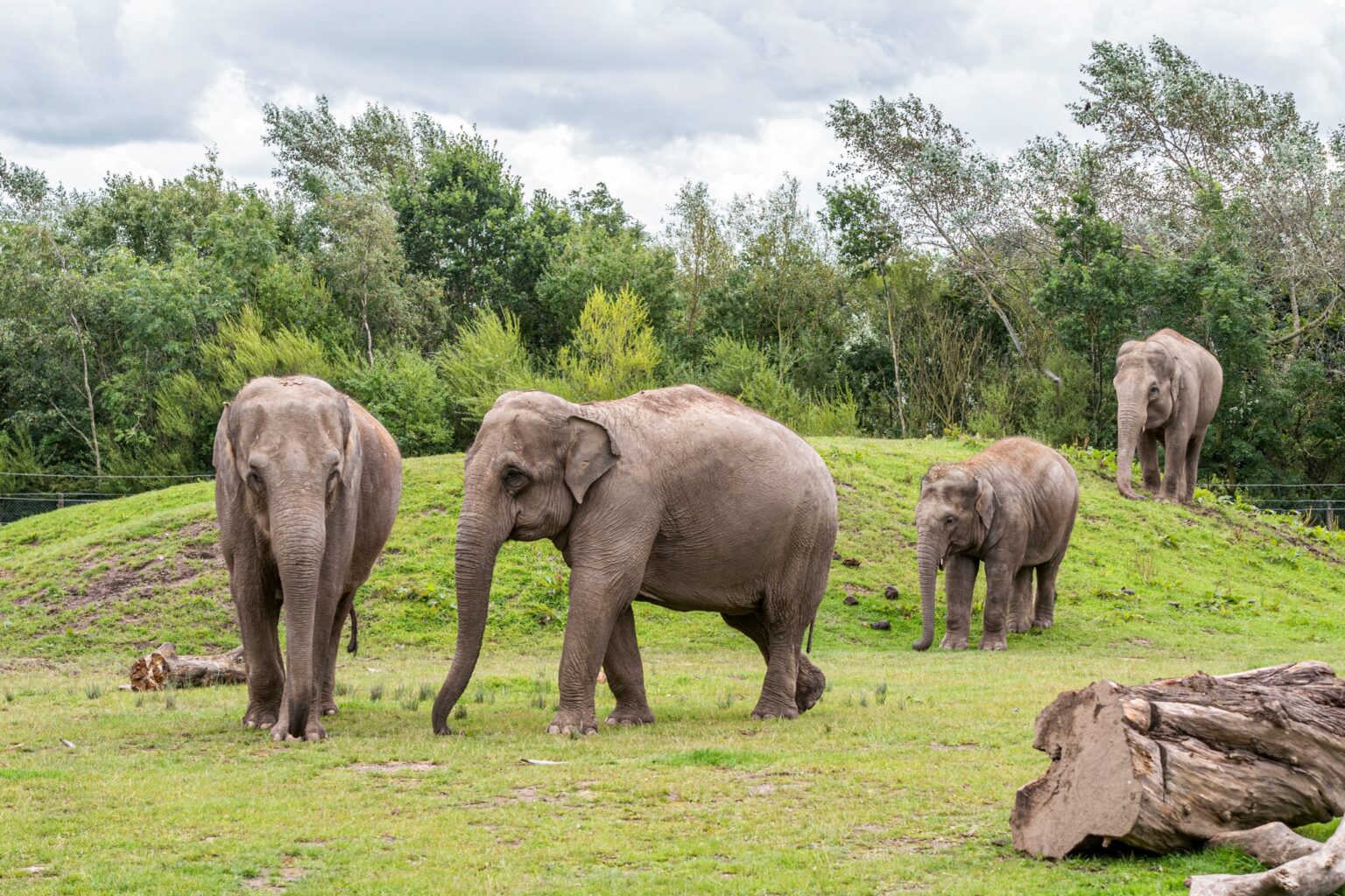 Elephant Experience UK Options in 2026